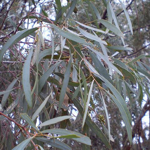 Eucalyptus Blue Mallee Oil from Australia — earthYARD