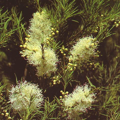Tea Tree Floral Water from Australia — earthYARD